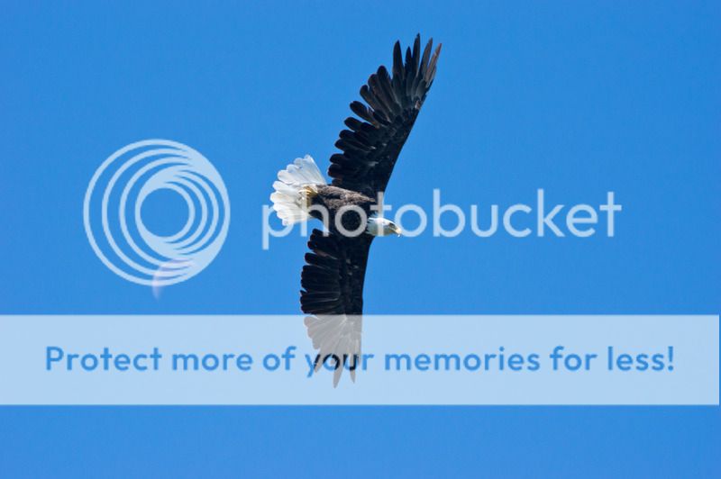 First eagle in flight - PentaxForums.com